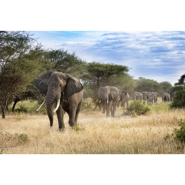 Latitude Run Elephants In Line by Dennis Stogsdill - Wrapped Canvas ...