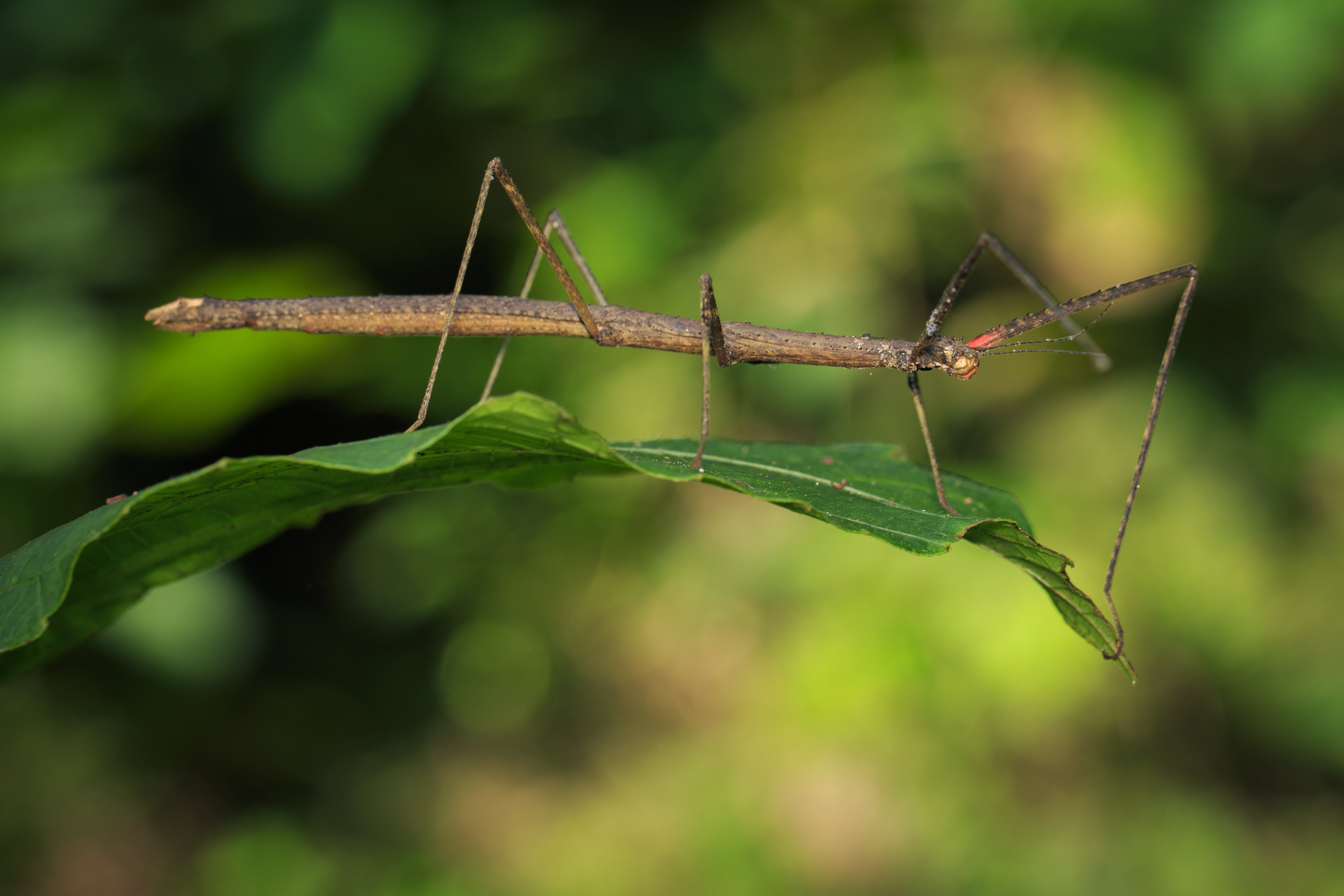 Ebern Designs Siam Giant Stick Insect - Wrapped Canvas Photograph | Wayfair