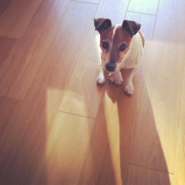 17 Stories Cute Dog by Gollykim - No Frame Art Prints on Canvas ...