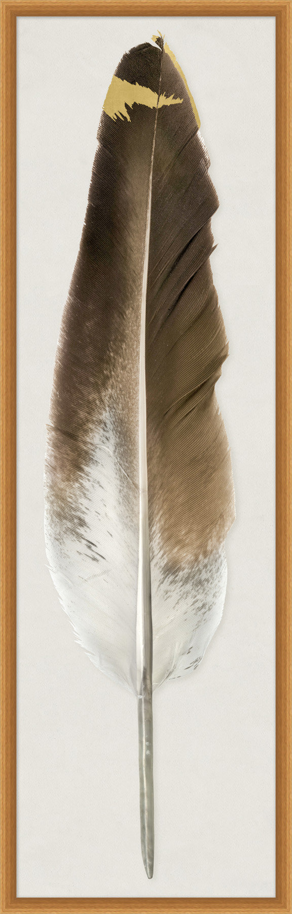 Wendover Art Group Feather 2 by Thom Filicia - Picture Frame Panoramic ...