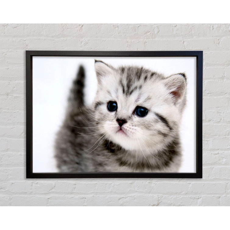 Bright Star Kitty Cat - Single Picture Frame Art Prints on Canvas ...