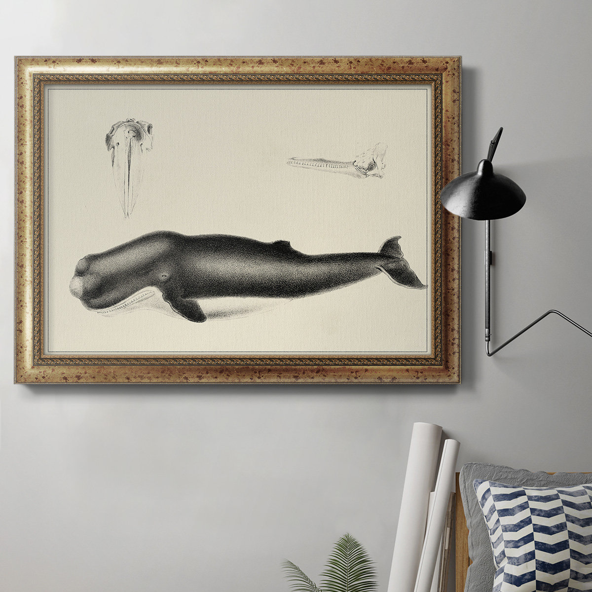 Longshore Tides Antique Whale Study II - Picture Frame Graphic Art on ...