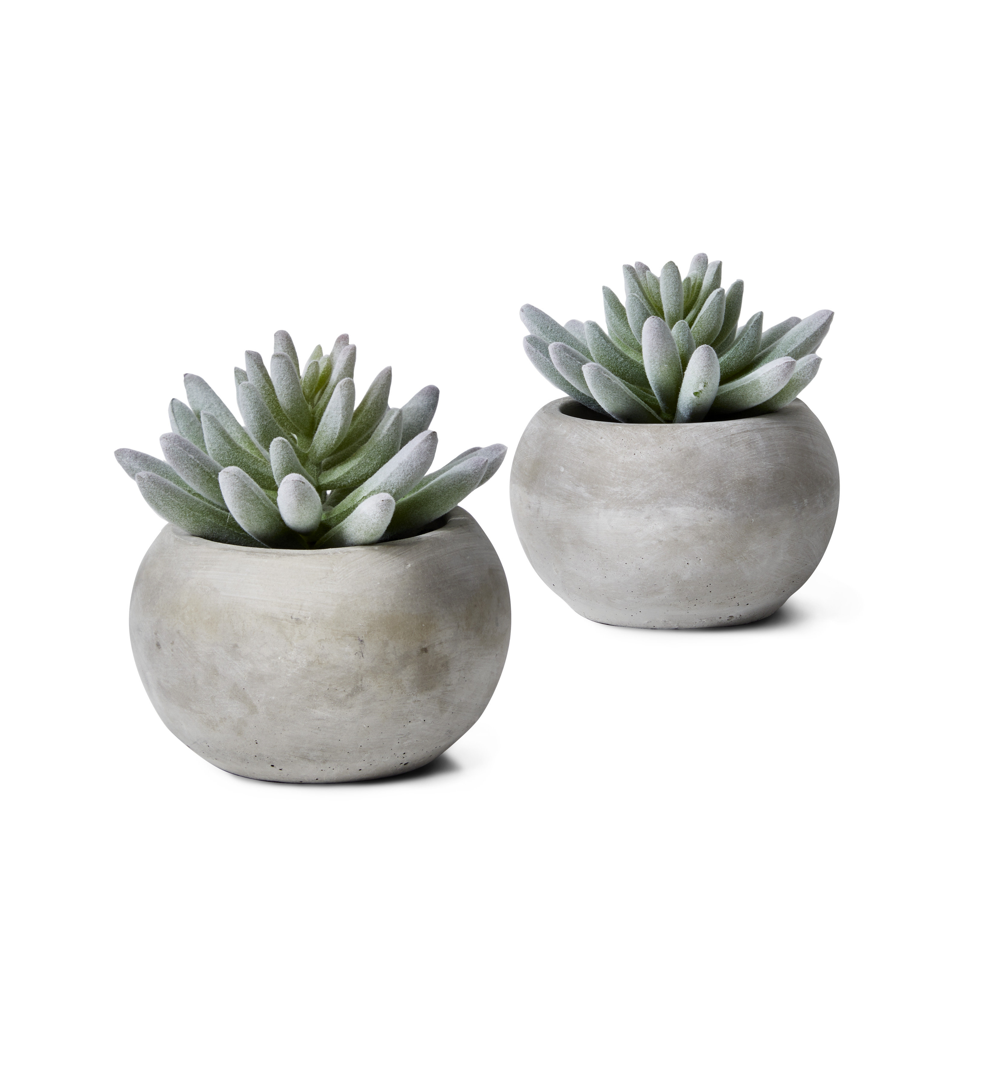 Primrue Evergreen Succulent Pot Set & Reviews | Wayfair