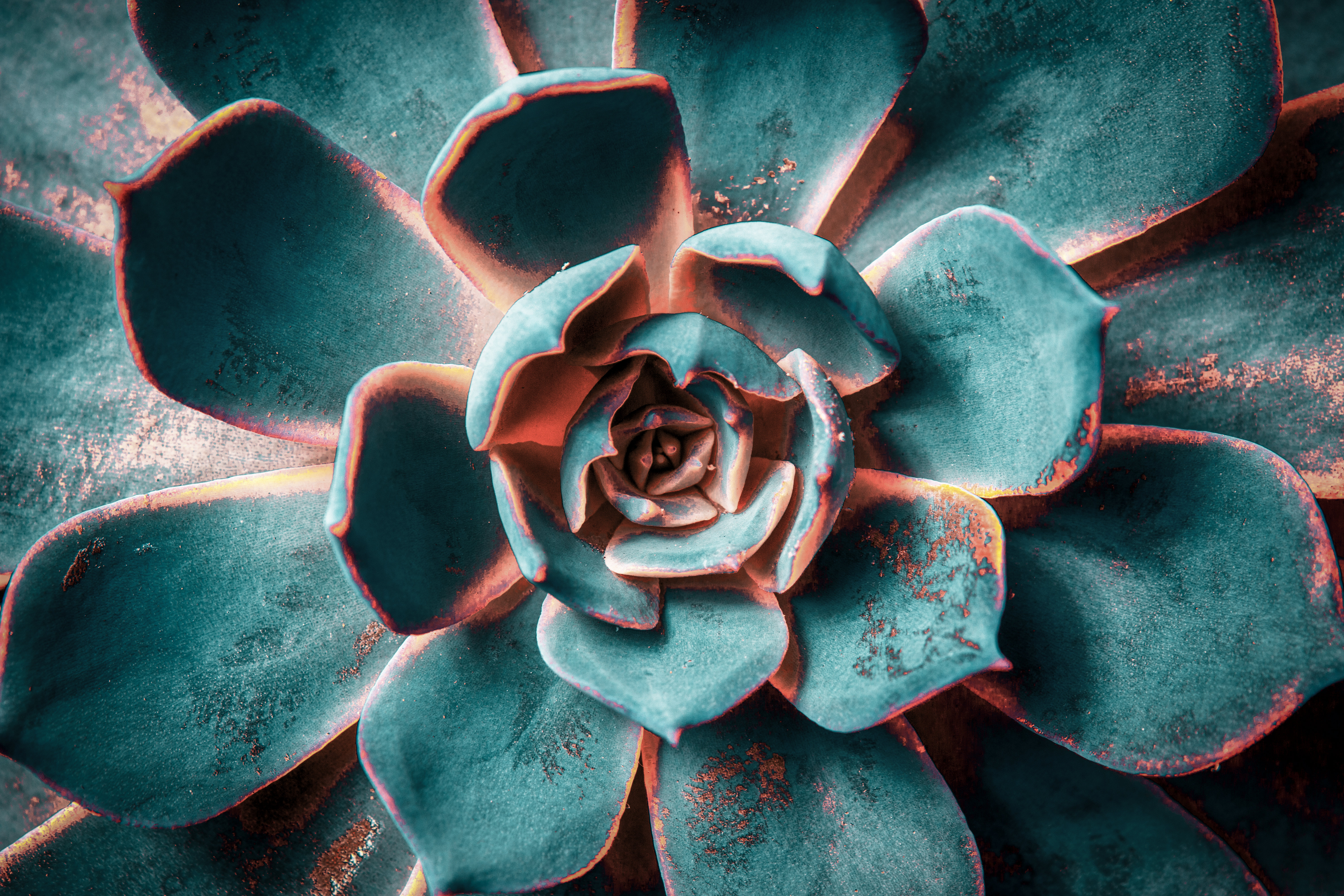 World Menagerie Succulent Cactus Background by Mete Caner Arican ...