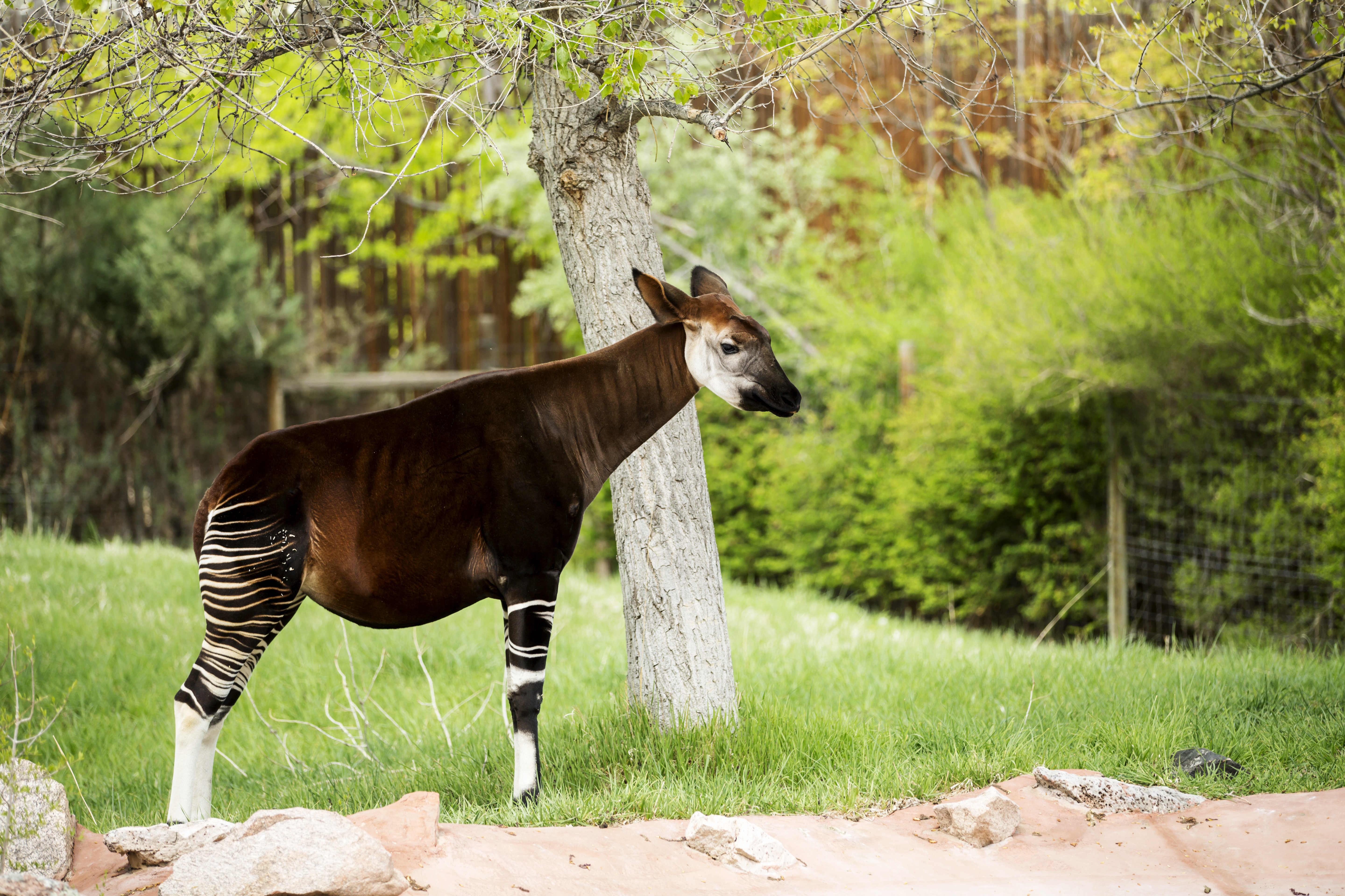 17 Stories Okapi Standing by Yobab - Wrapped Canvas Photograph ...