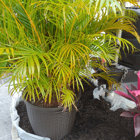 Suncast Planter & Reviews | Wayfair