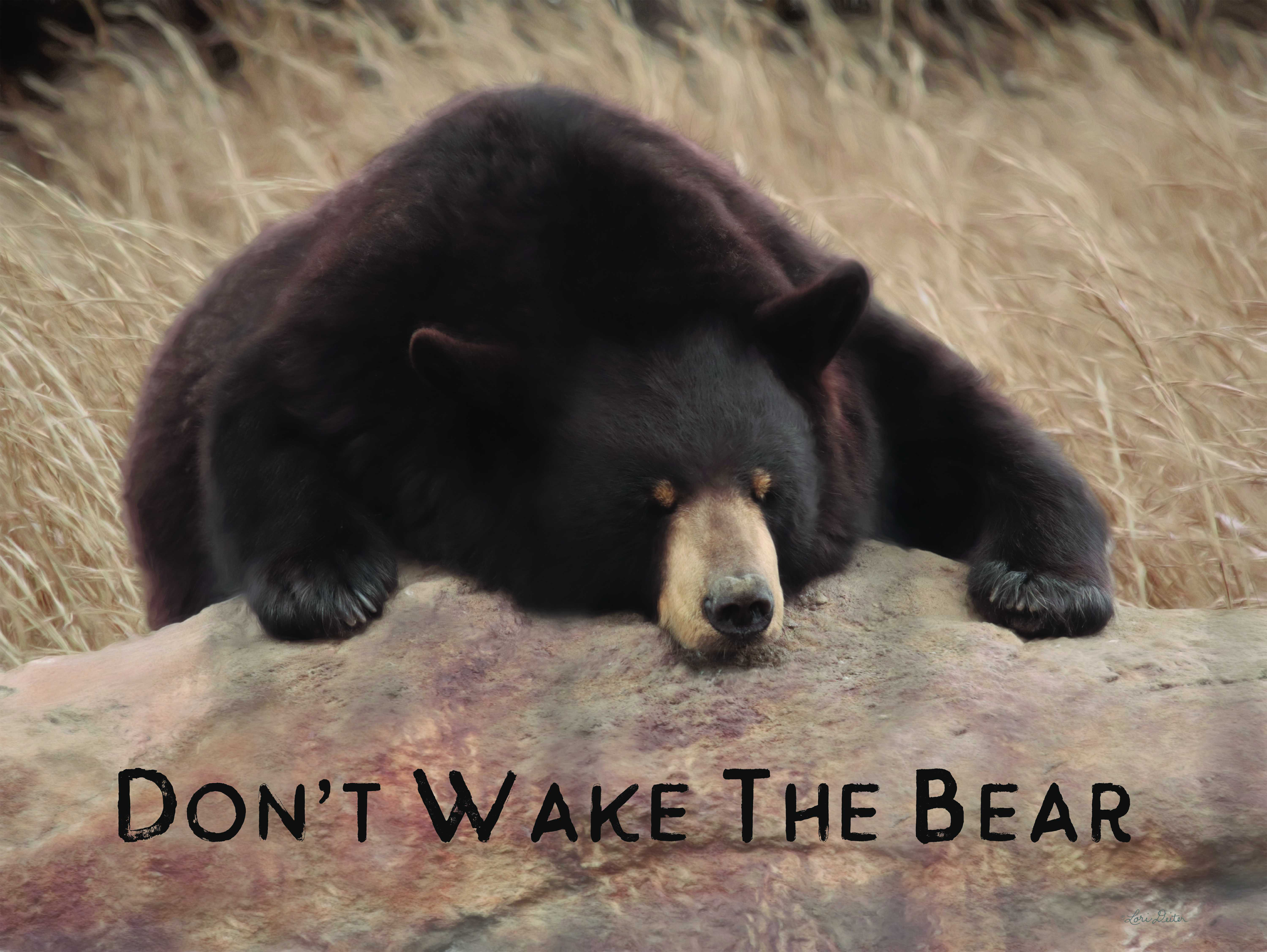 Millwood Pines Don't Wake The Bear - Wayfair Canada