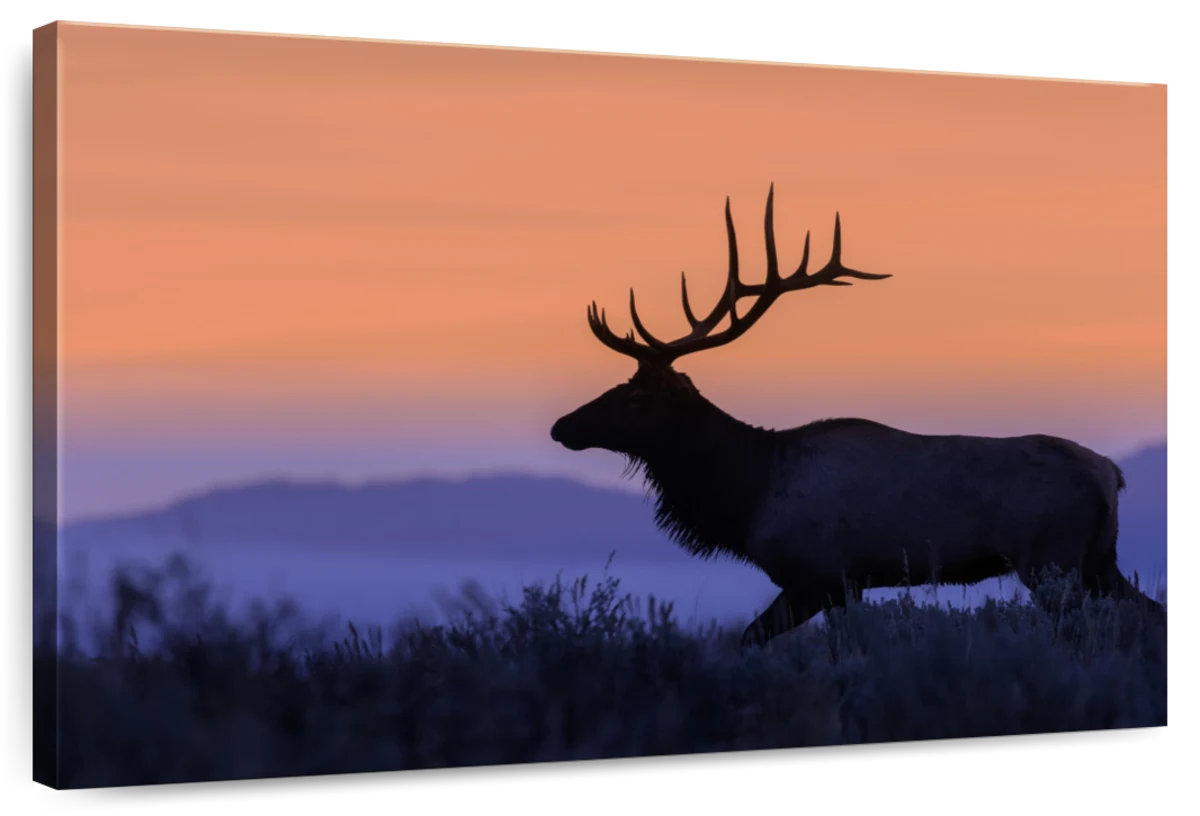 Ebern Designs Brampt Elk Against Sunset - Wayfair Canada