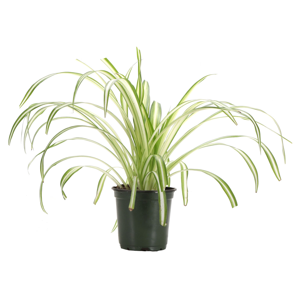 Thorsen's Greenhouse Live Spider Plant & Reviews | Perigold