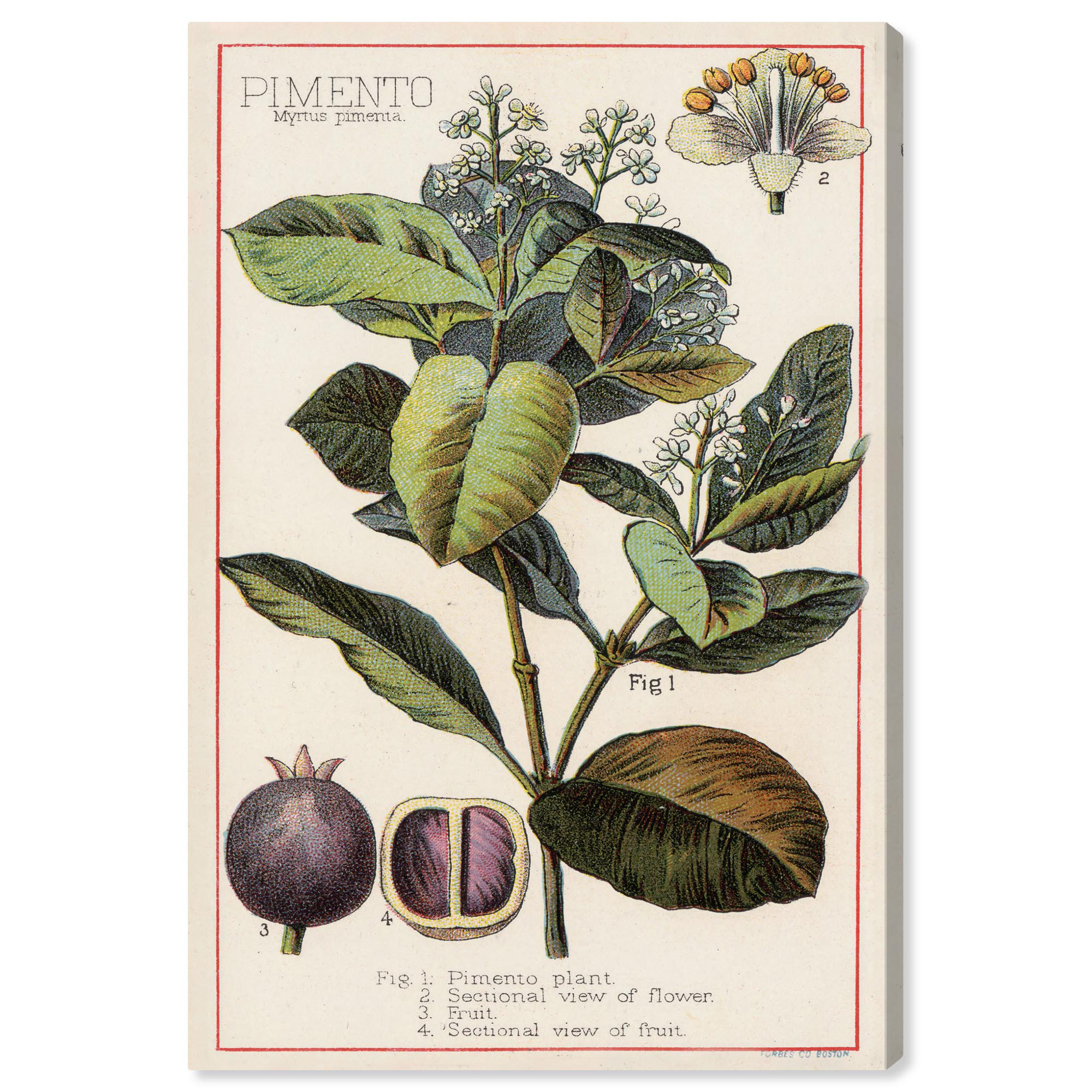 Art Remedy Pimento Canvas Botanical Prints by Art Remedy | Wayfair