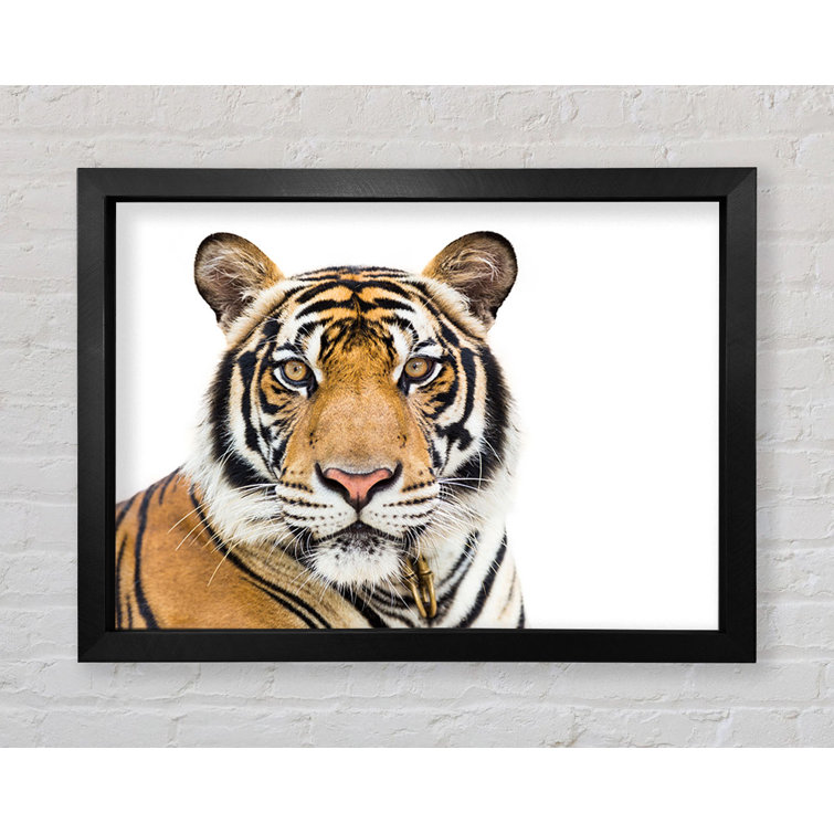 Bright Star Tiger Staring At The Camera - Single Picture Frame Print ...