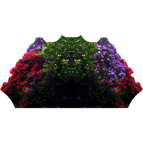 Wet Paint Printing SP13299 Garden Rose Bush Shrub Flower Forest ...