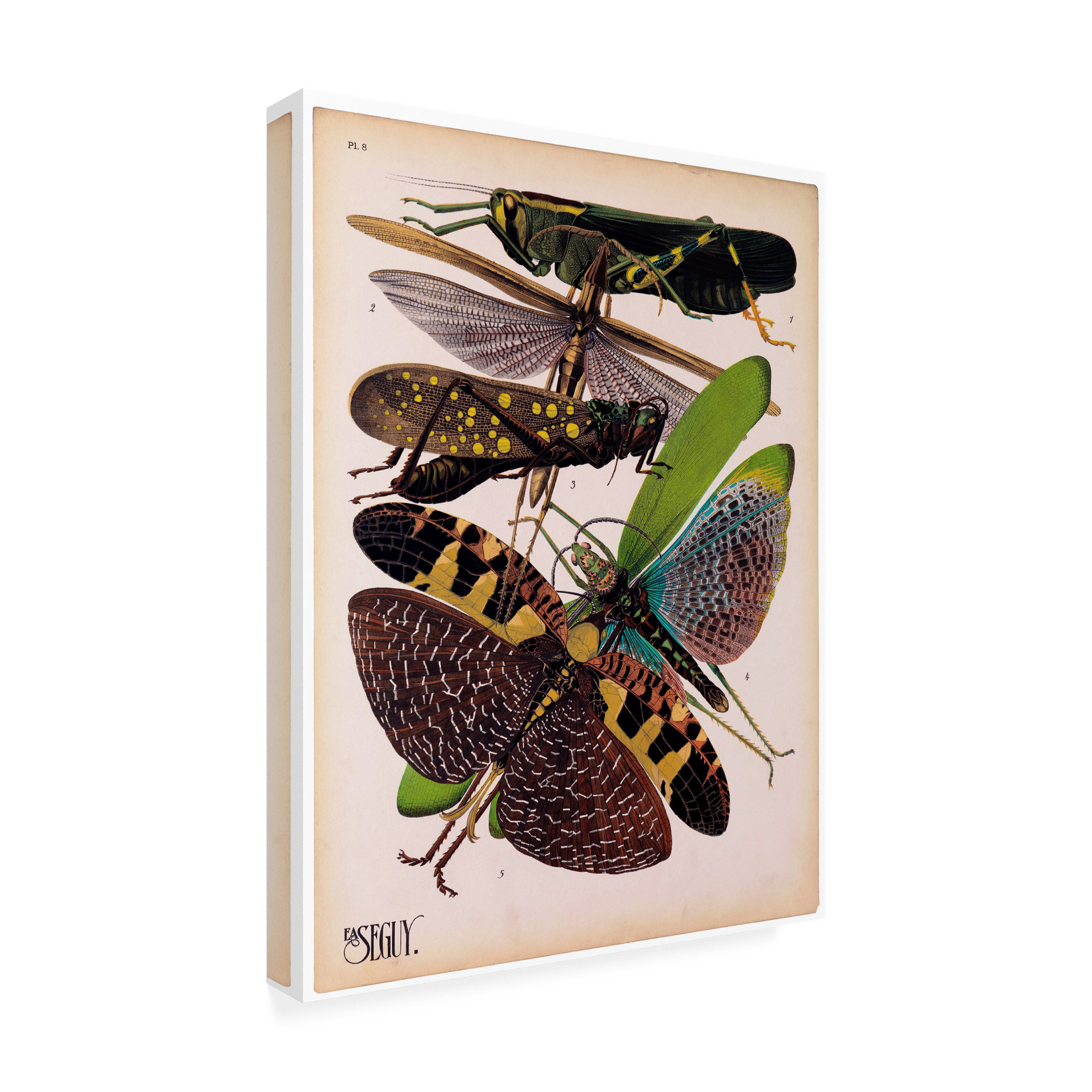 August Grove® Insects Plate 2 On Canvas Print | Wayfair