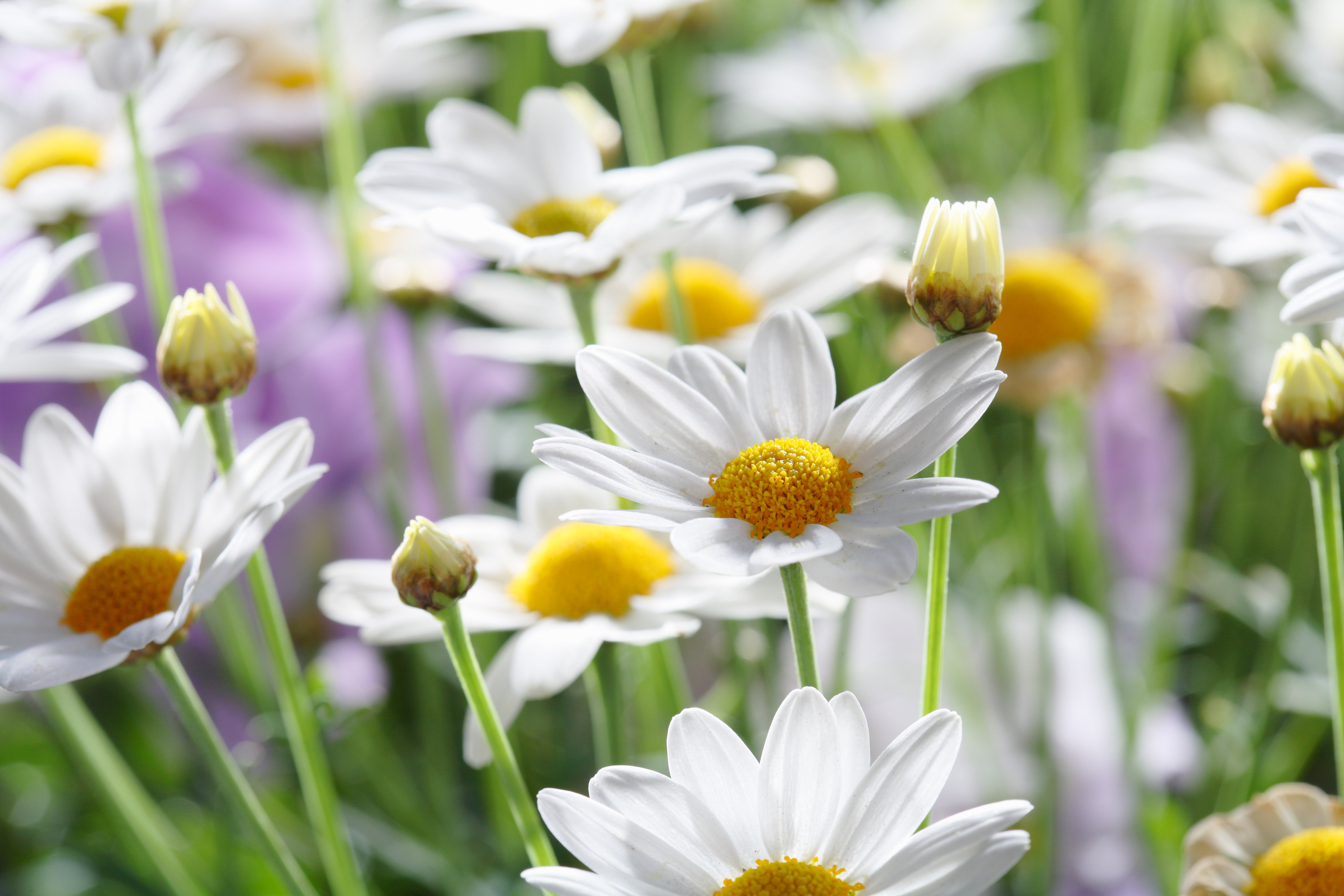 Wildon Home® Summer Flowers - Wayfair Canada