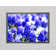 Bright Star Grape Hyacinths - Single Picture Frame Print on Canvas ...