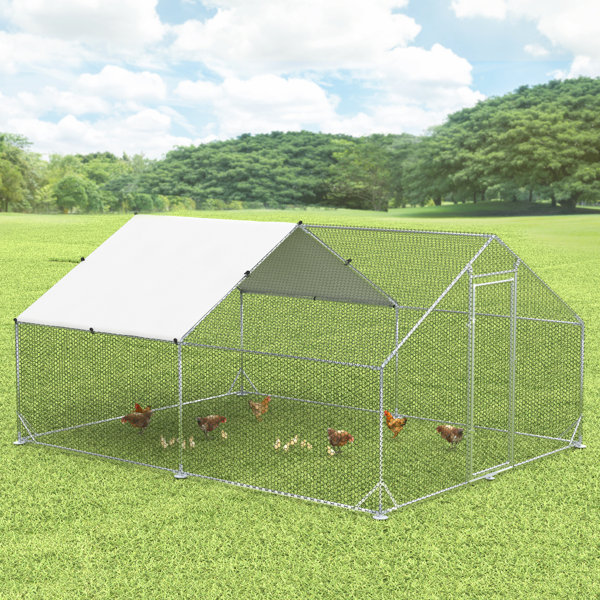 Tucker Murphy Pet™ Deepla Chicken Run & Reviews - Wayfair Canada