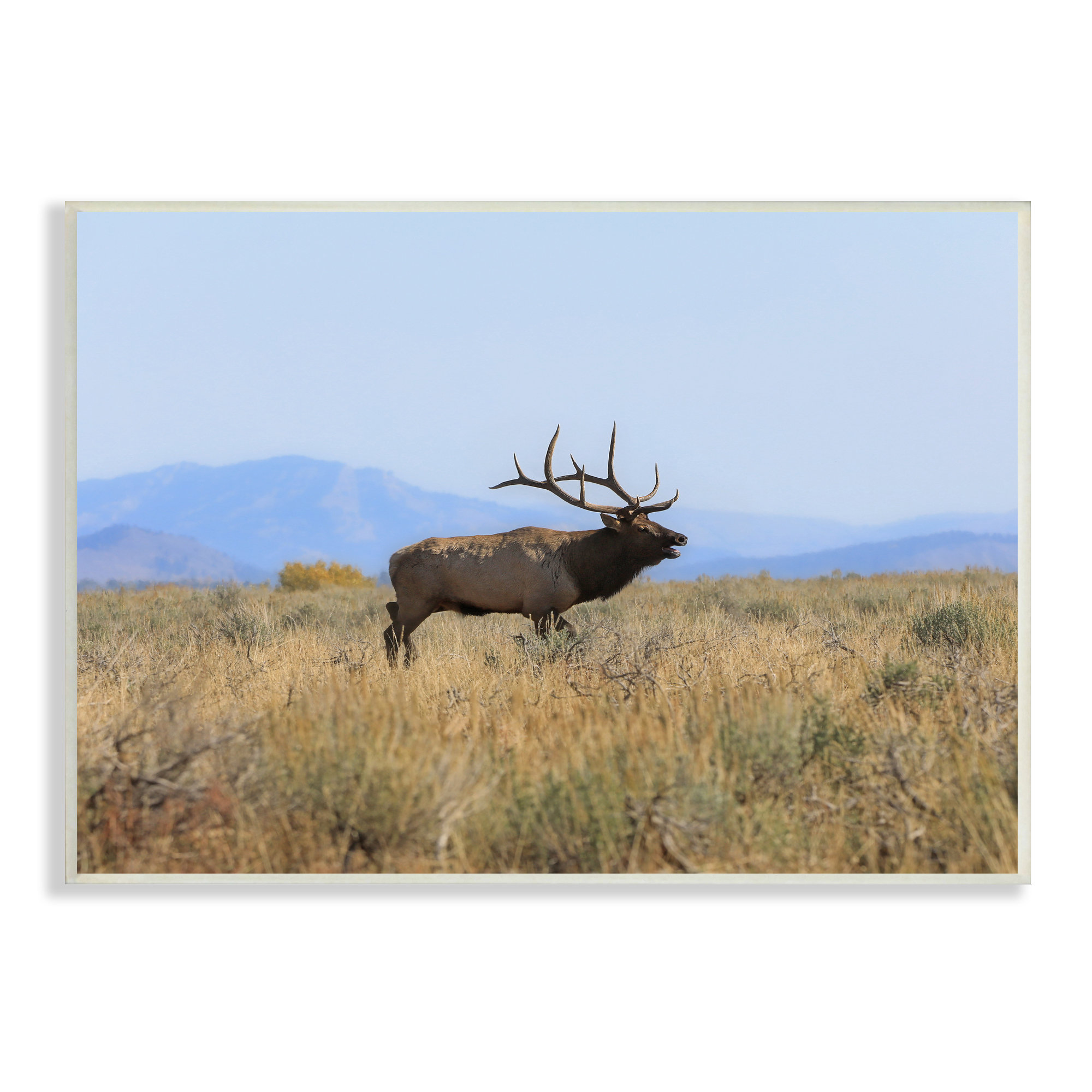 Loon Peak® Elk Grazing Pasture Grassland Blue Distant Mountai Picture ...