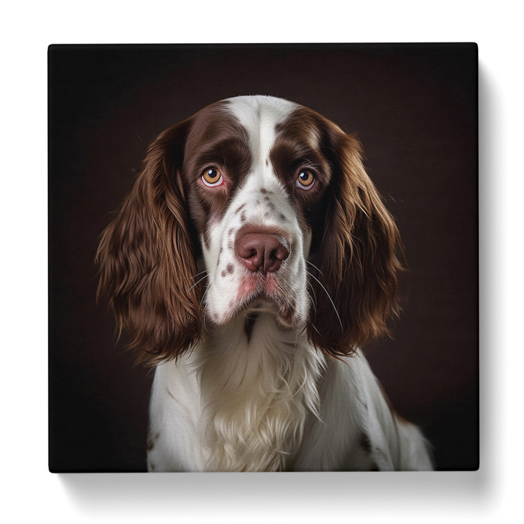 17 Stories English Springer Spaniel Photograph - Print | Wayfair.co.uk