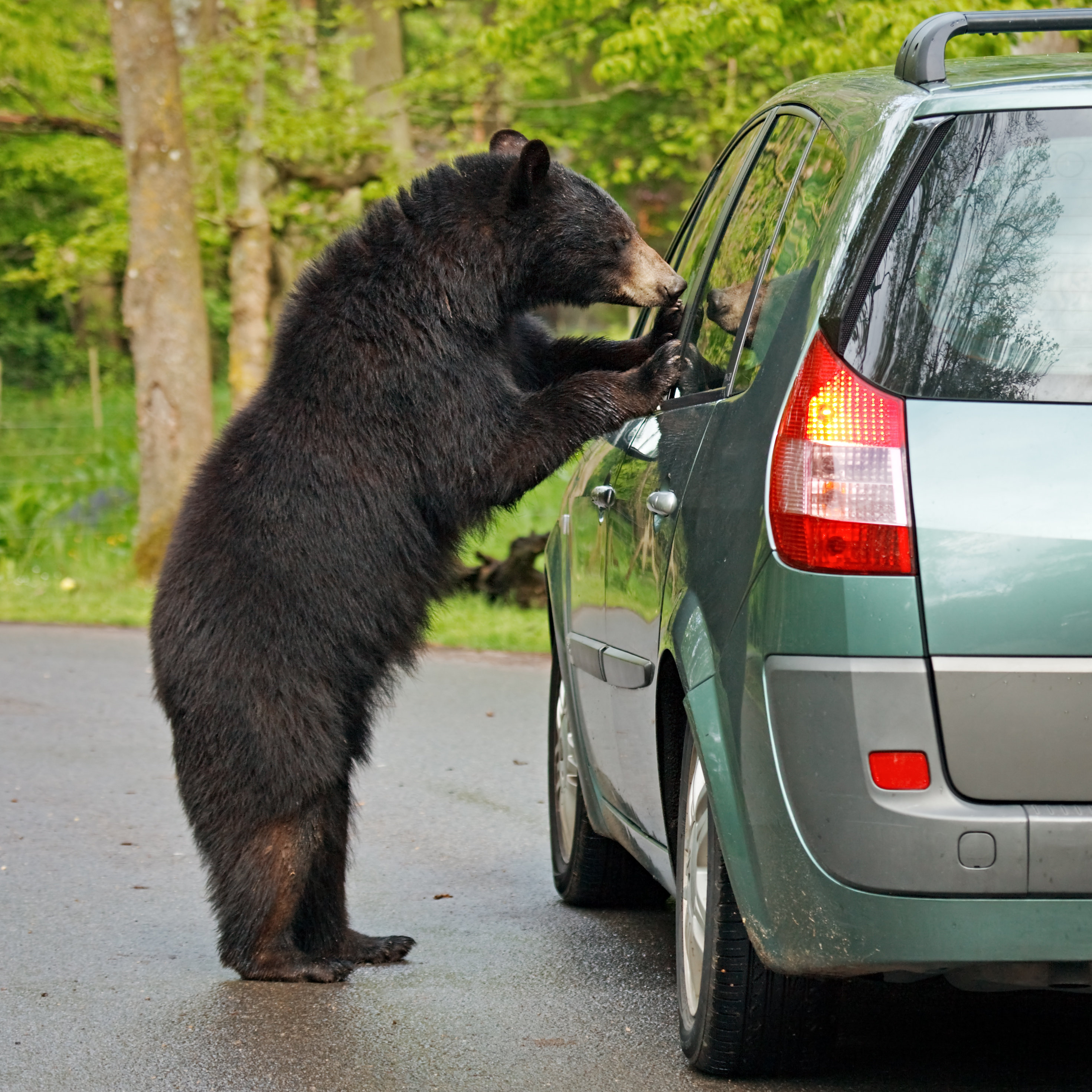 Ebern Designs Bear and Car by Rusm | Wayfair