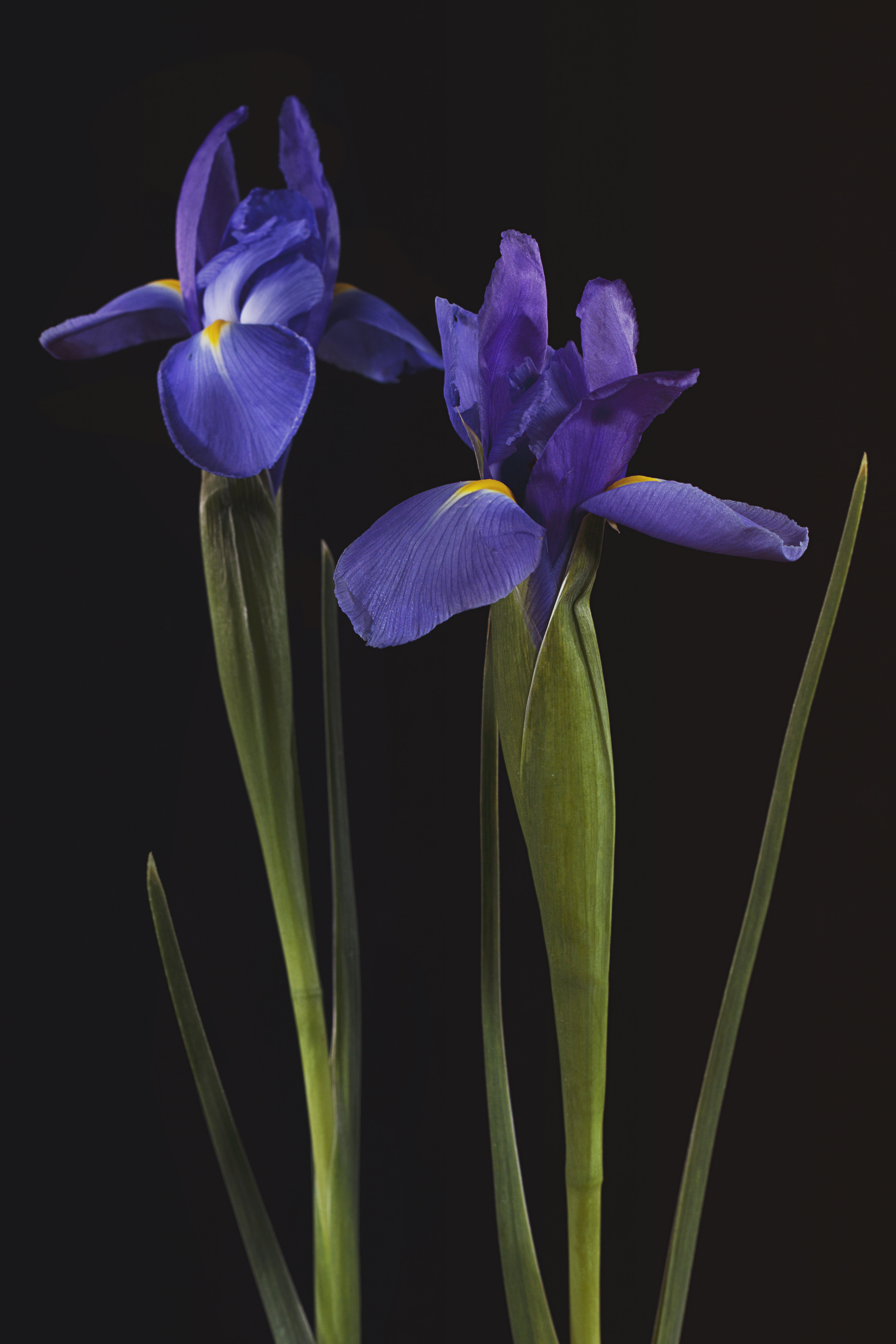 Red Barrel Studio® Iris On Black II | Wayfair