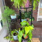 Fleur De Lis Living Bridget Plant Stand & Reviews - Wayfair Canada