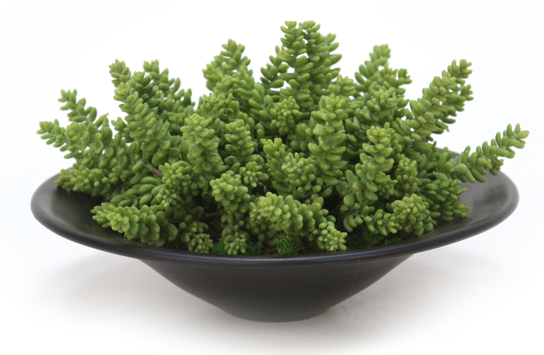Orren Ellis Garden Succulent Plant in Planter | Wayfair