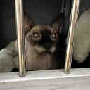 Tucker Murphy Pet™ Chayce Gray Wood Dog House & Reviews | Wayfair