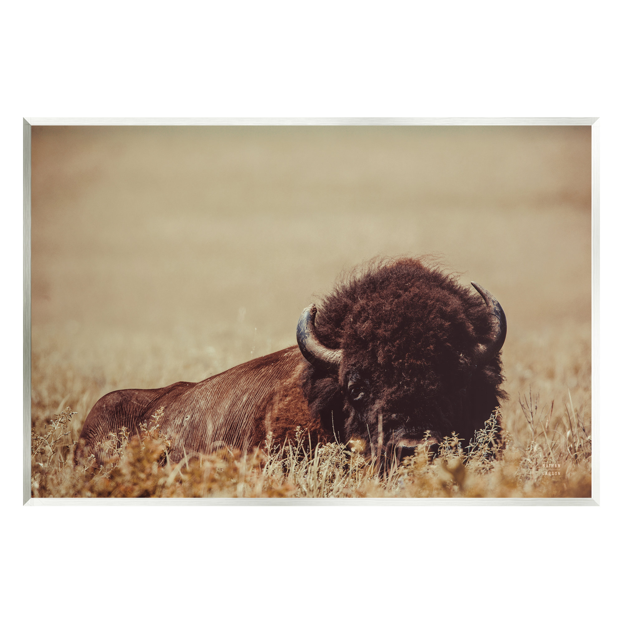 Stupell Industries Az-205-Framed Resting Bison Photography by Nathan ...