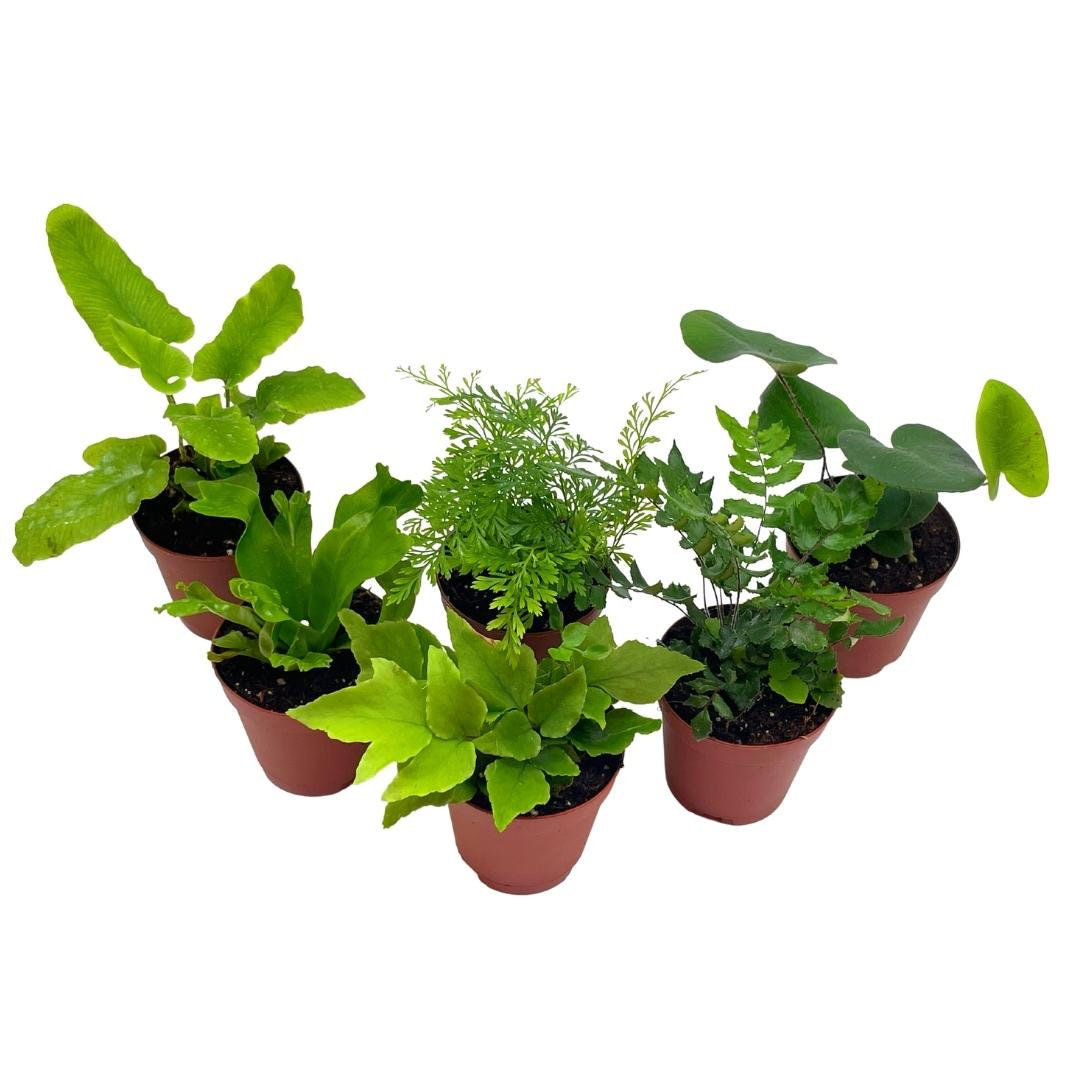 Florida House Plants Fern Assortment Foliage Set Fishtail HeartFern ...