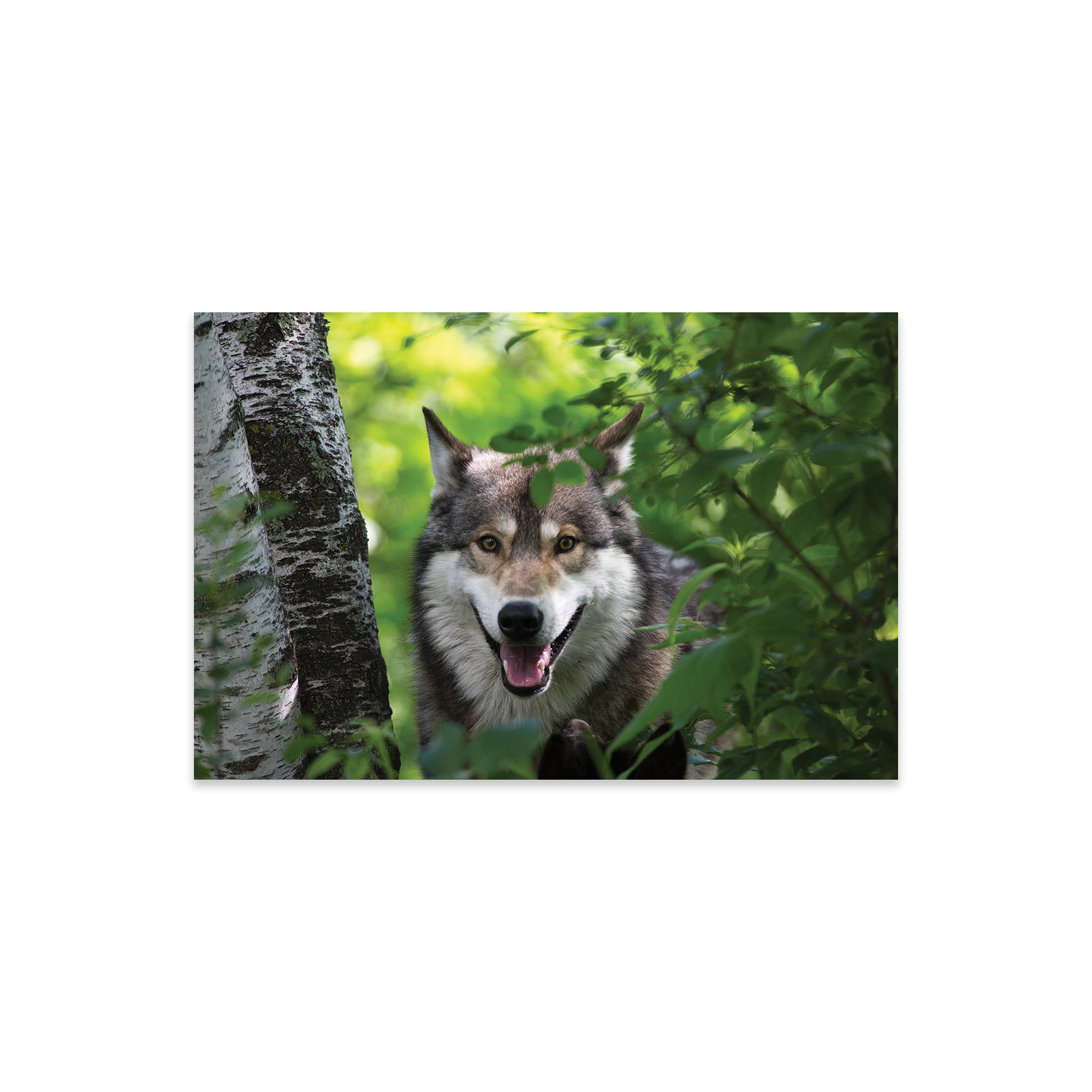 Ebern Designs USA, Minnesota, Sandstone, Wolf On Plastic/Acrylic by ...