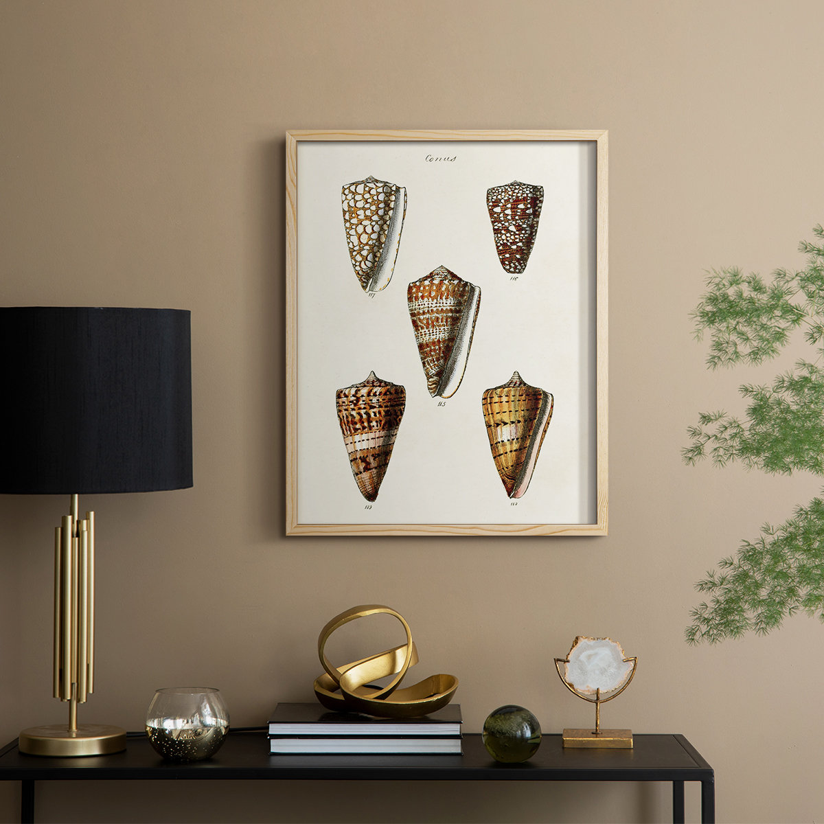 Dovecove Cone Shell Collection II Framed Print - Solid Wood | Wayfair
