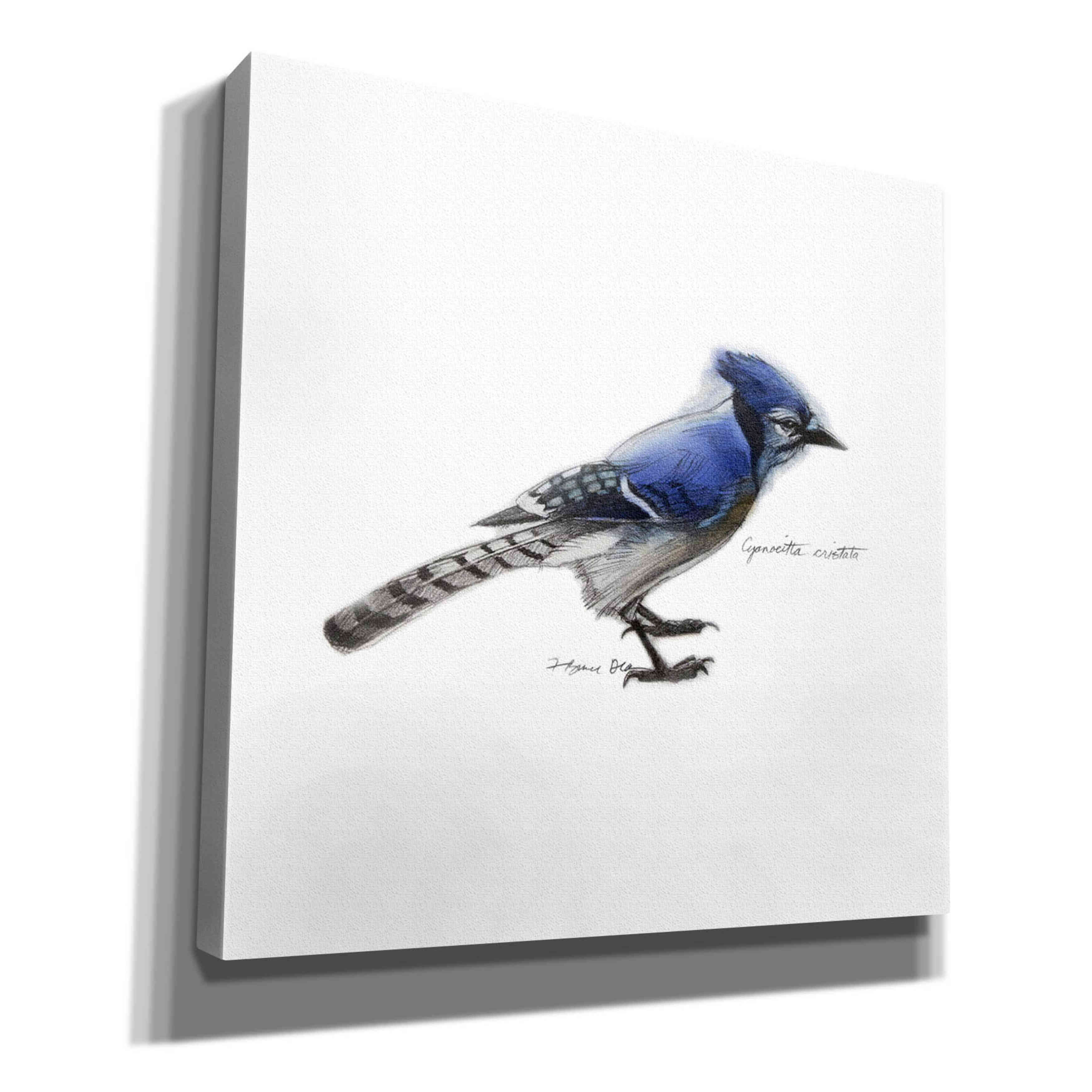 Red Barrel Studio® Songbird Study III by Bruce Dean - Wrapped Canvas ...