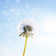Marlow Home Co. Dandelion by Tucko019 - Wrapped Canvas Art Prints ...