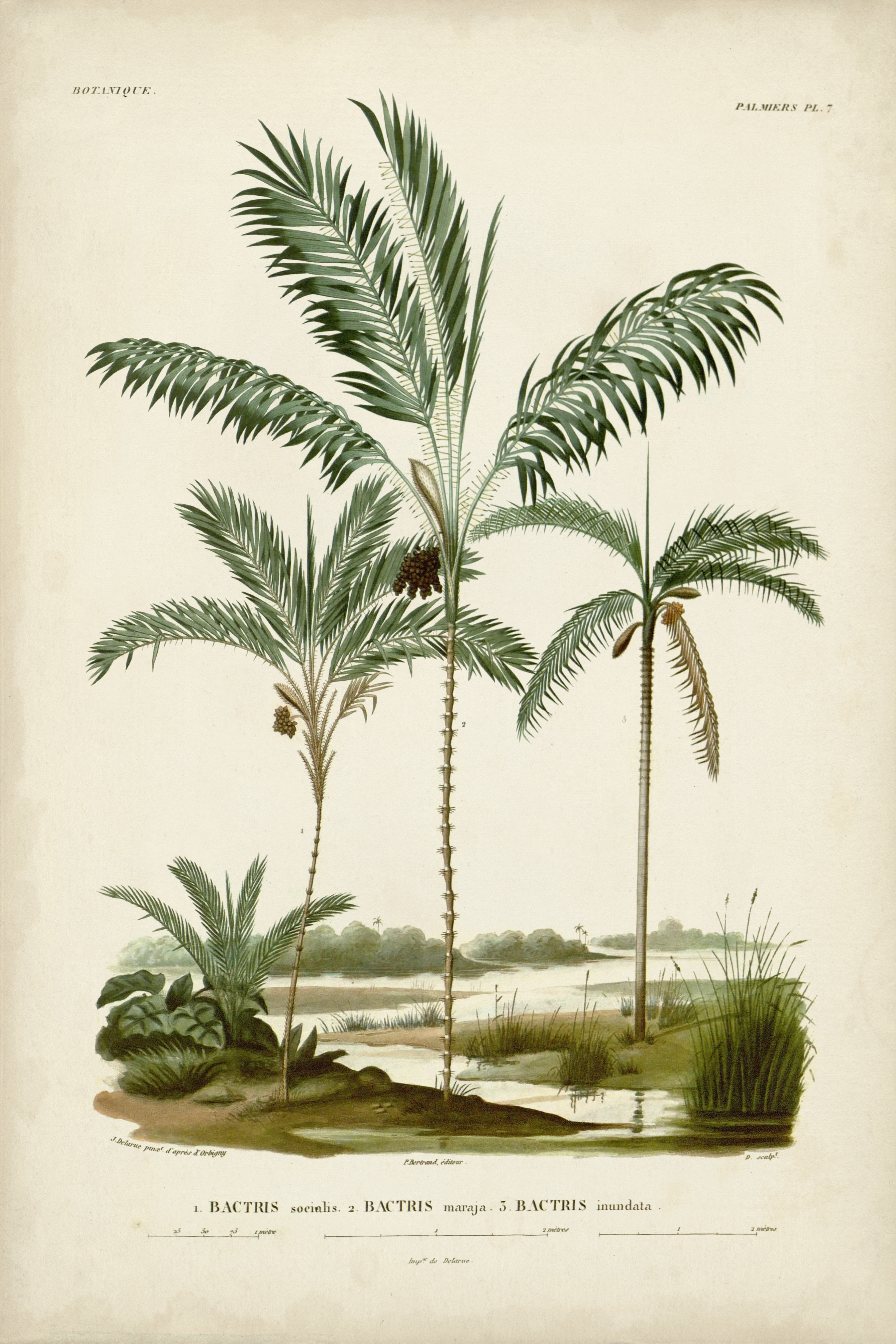 17 Stories Antique Palm Collection VII - Wrapped Canvas Painting ...