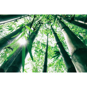 Bay Isle Home™ Bamboo Tree - Wrapped Canvas Photograph | Wayfair