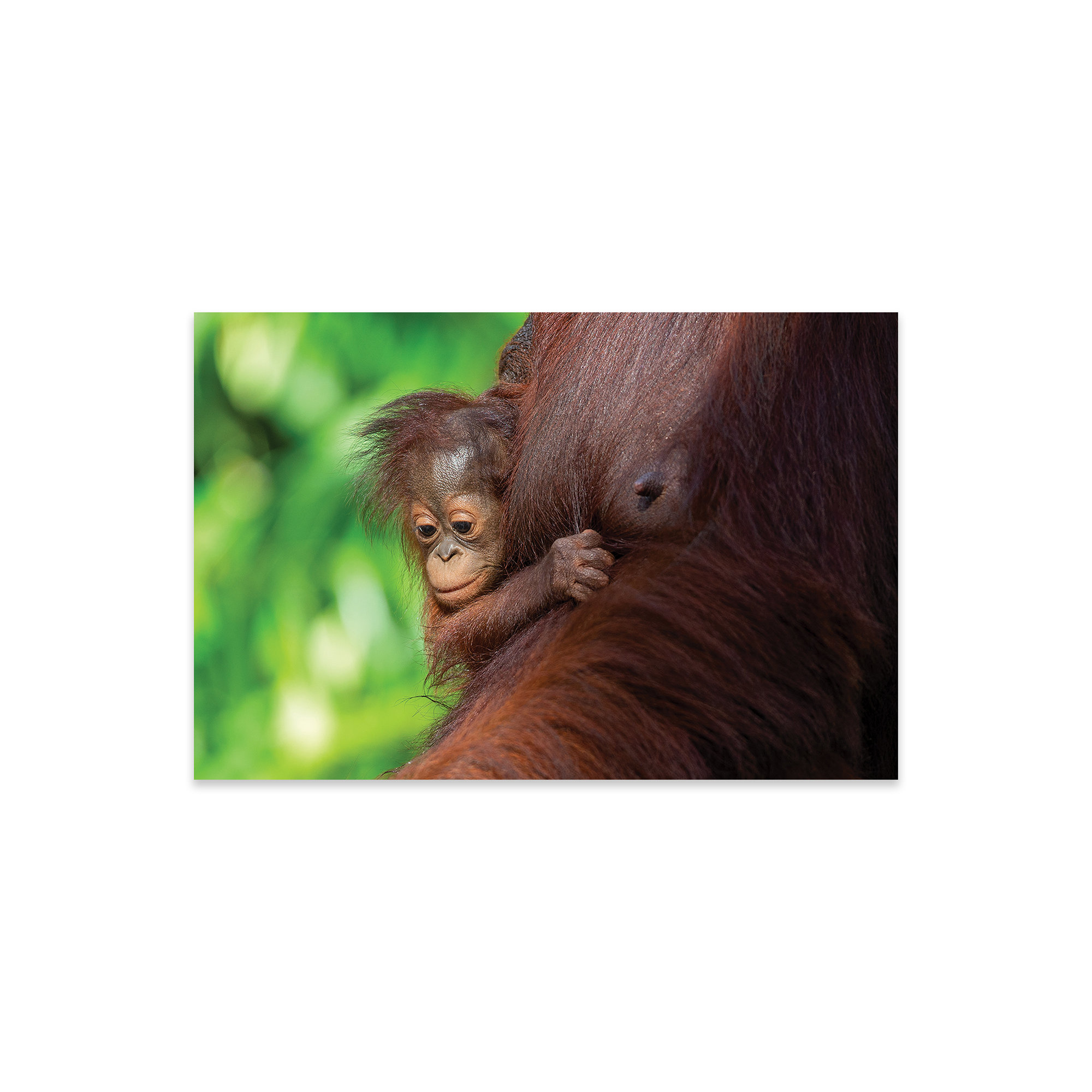 Ebern Designs Orangutan Baby Hanging On Mother Print On Acrylic Glass ...