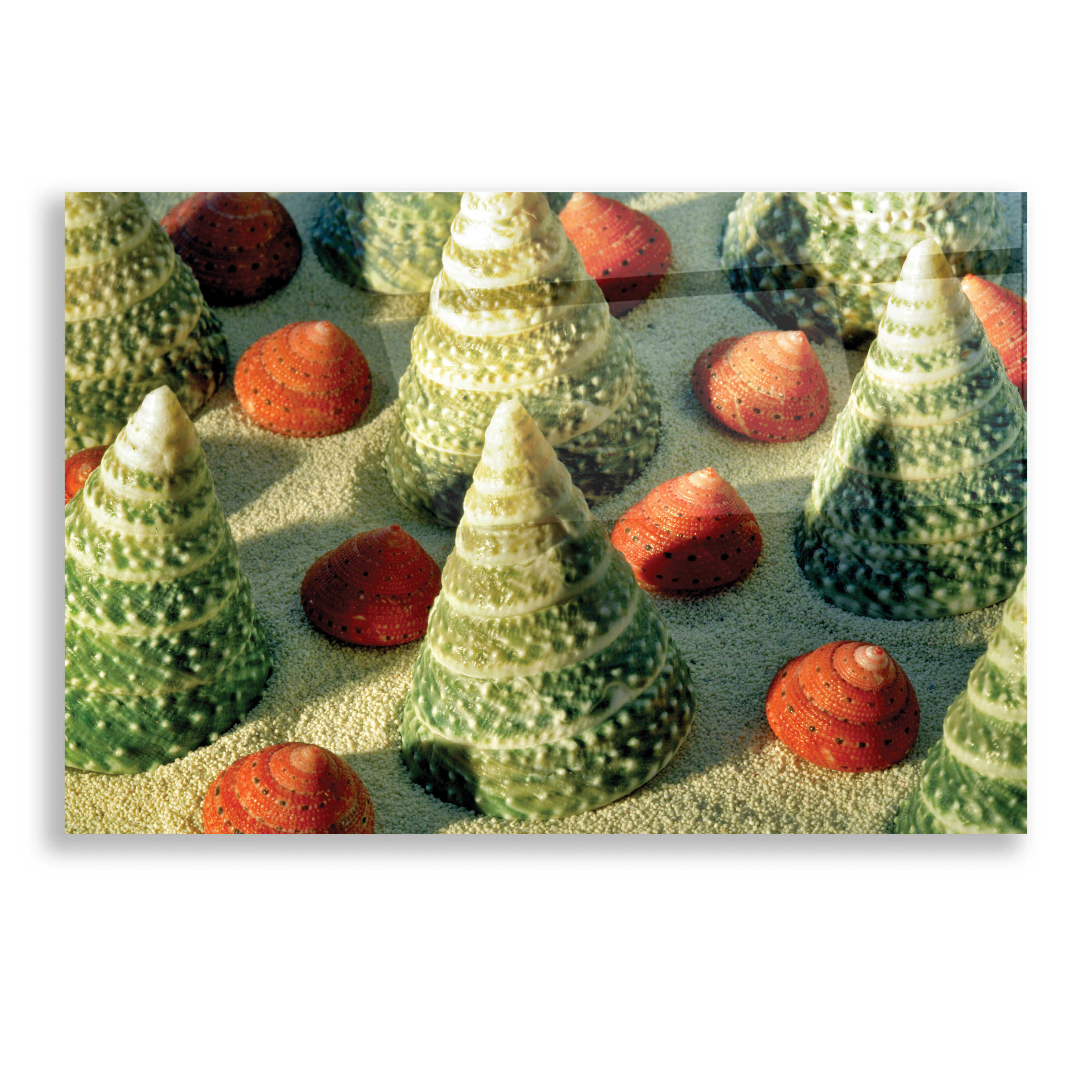 Dovecove Tree Shells - Unframed Print | Wayfair