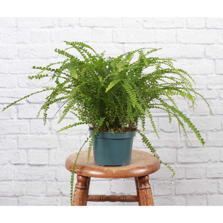 Thorsen's Greenhouse Live Lemon Button Fern Plant, 6" Diameter | Perigold