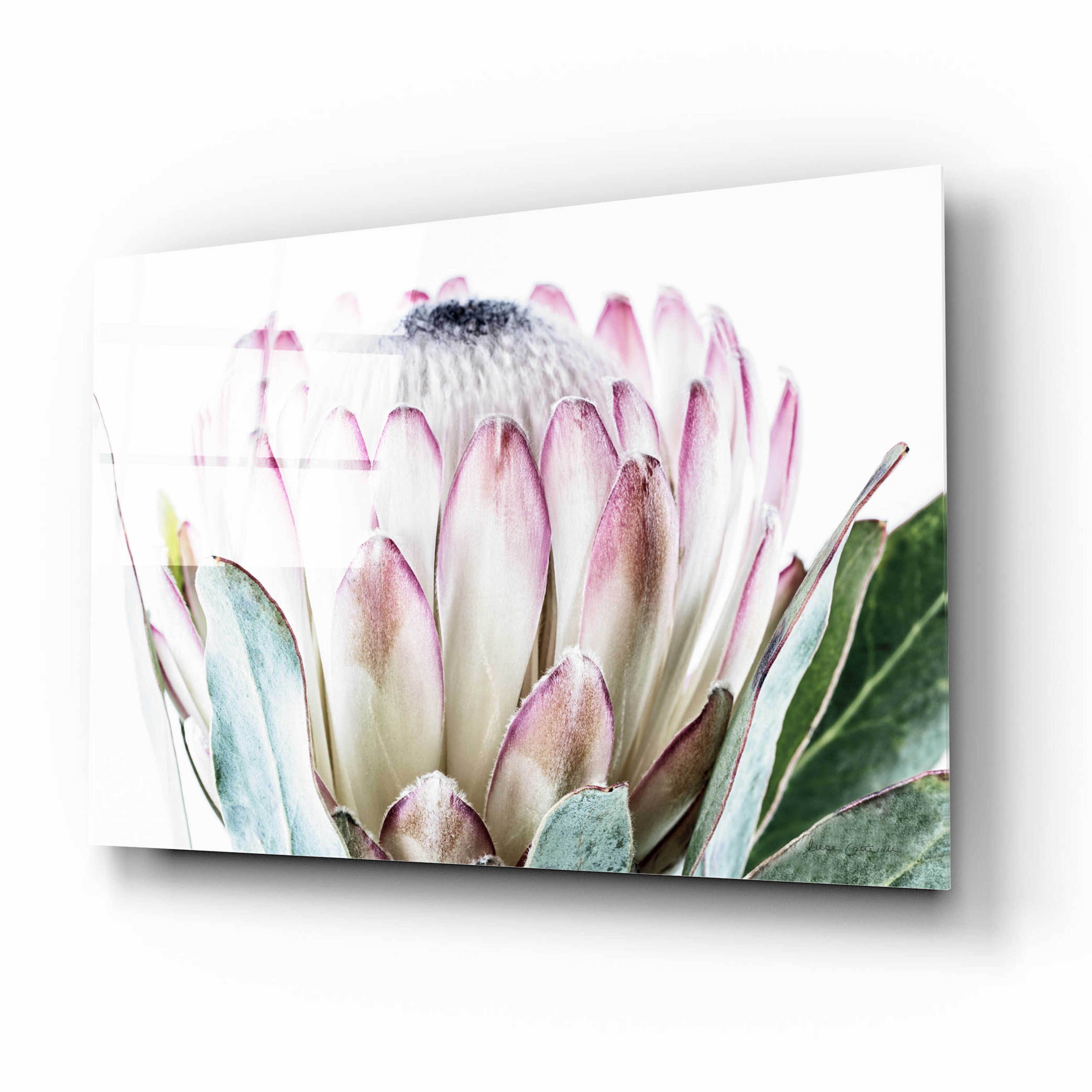 Red Barrel Studio® Pale Protea Detail I' By Elise Catterall, Acrylic ...