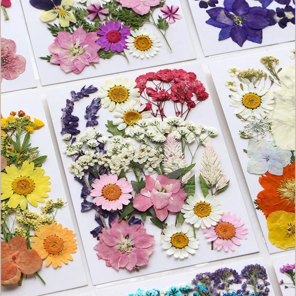 Primrue 71pc Pink Dried Pressed Flowers Natural Real Flowers Leaves Dry ...