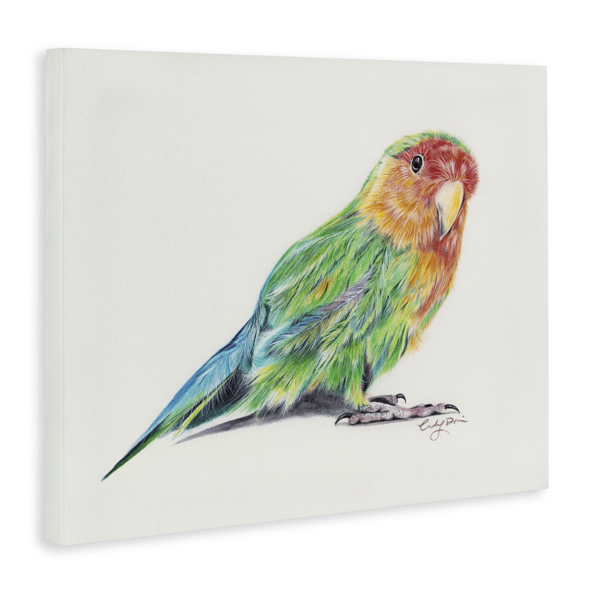 Dakota Fields Rainbow Gradient Parakeet Canvas, design by Cady Driver ...