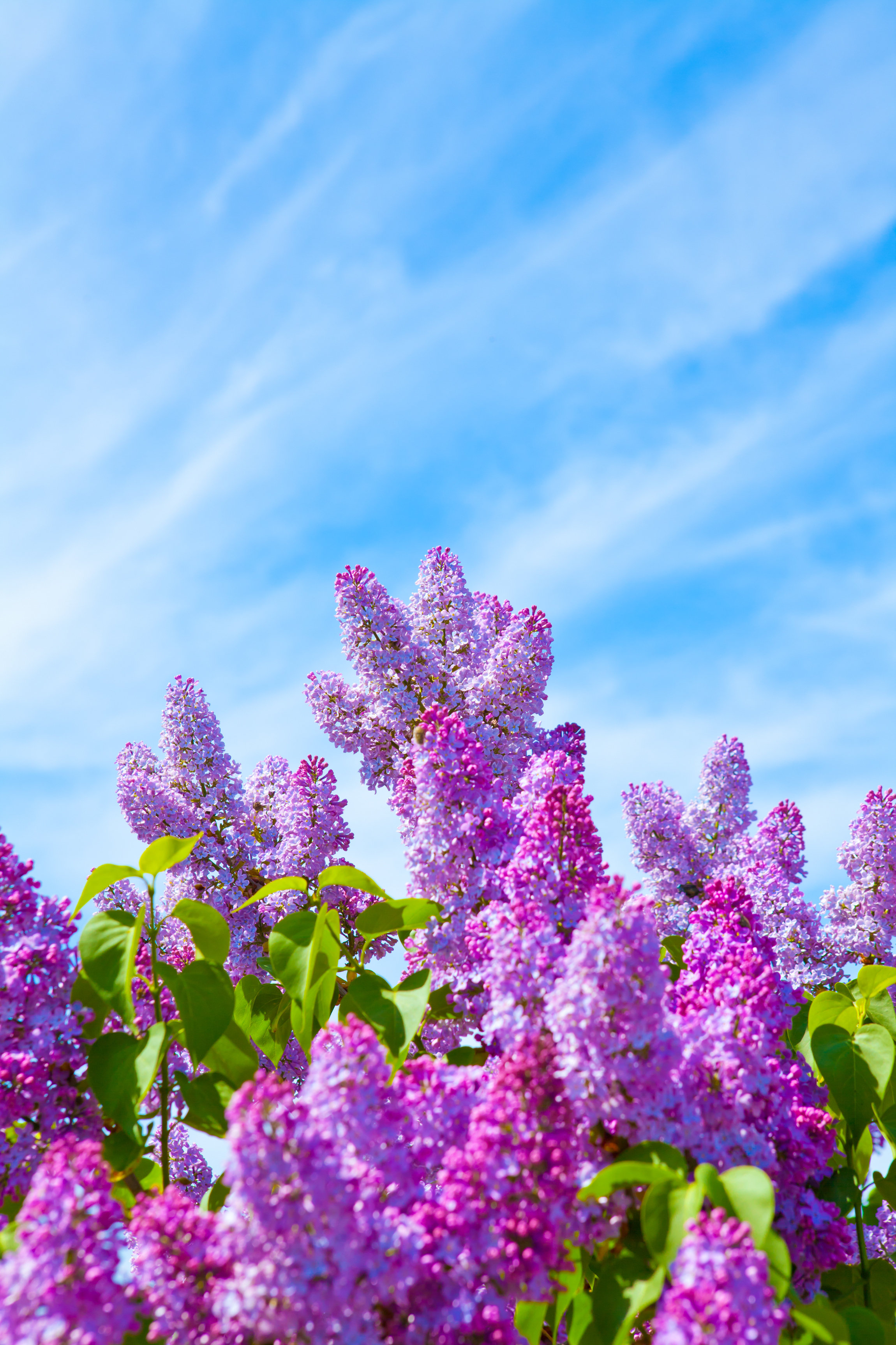 Hokku Designs Dant Lilac Bush by Toomler | Wayfair