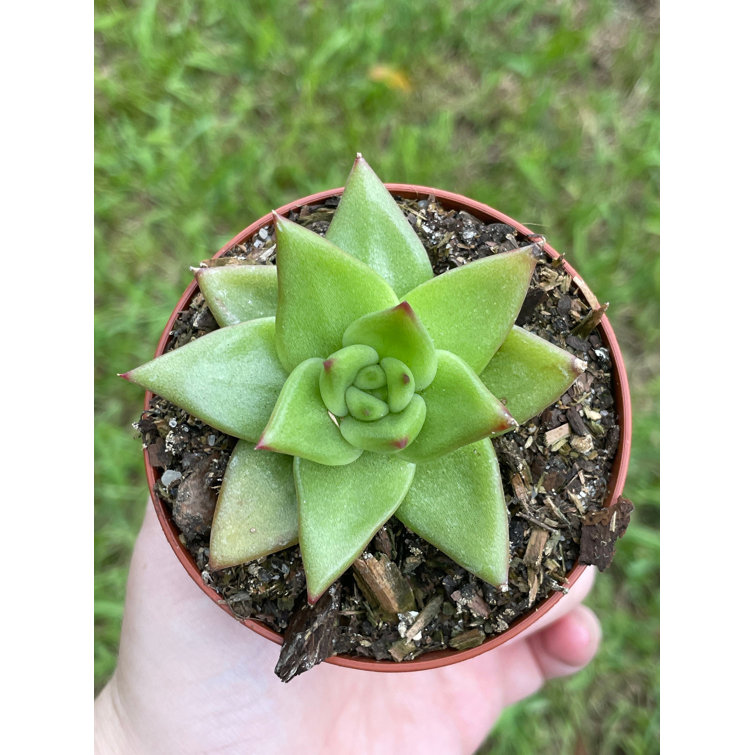 Florida House Plants Echeveria Agavoides, Molded-Wax Agave, In 3 Inch ...