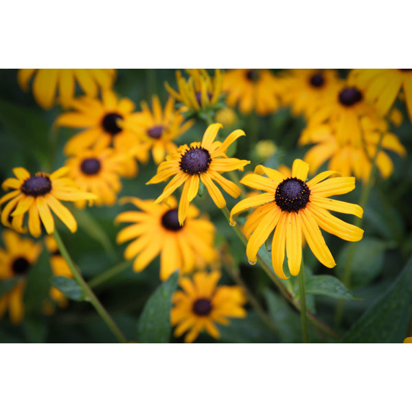 Ebern Designs Hand Full Of Black Eye Susans - Wrapped Canvas Print ...
