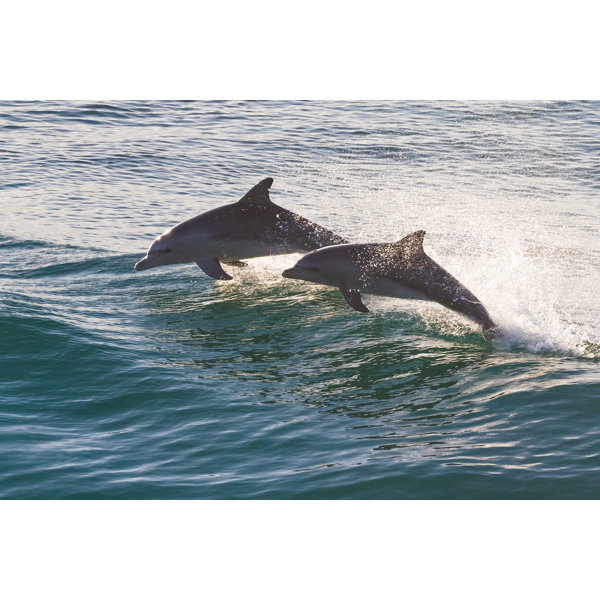 House of Hampton Two Sparkling Dolphins | Wayfair.co.uk