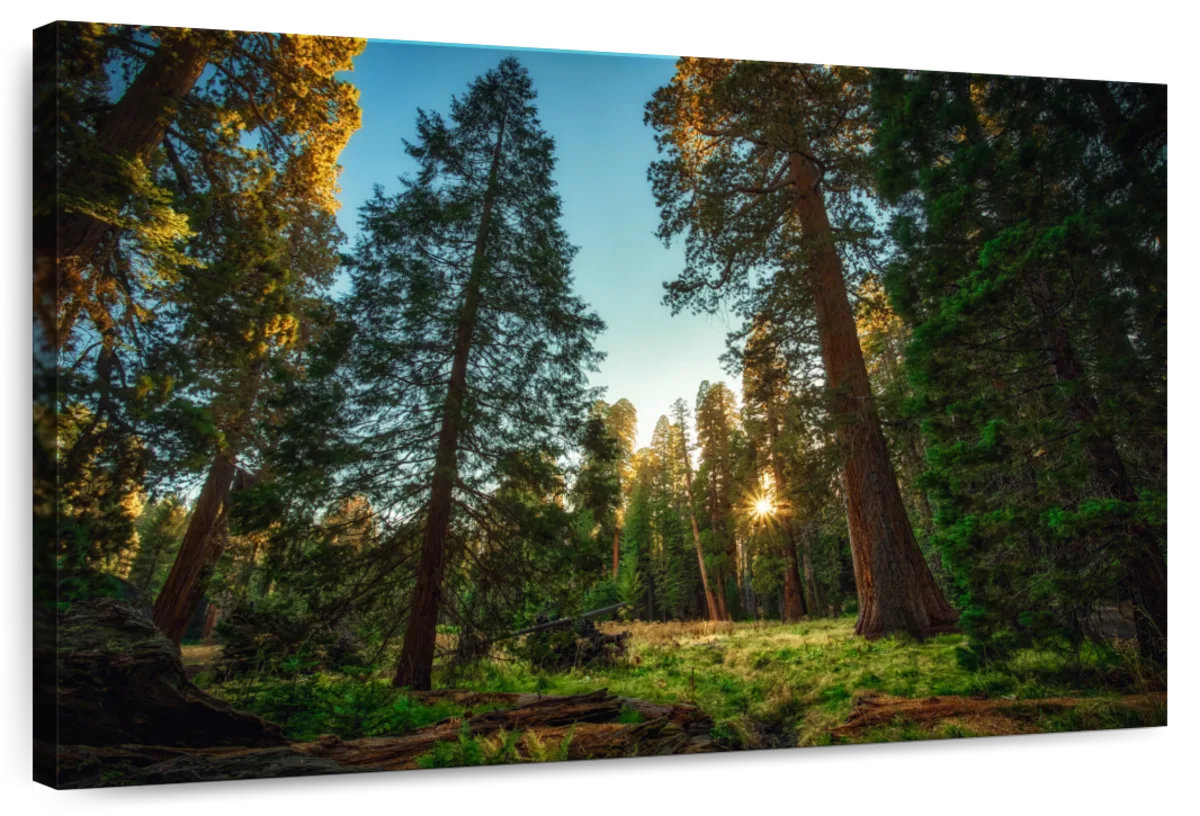 Millwood Pines Alvord Sequoia Forest Scenery | Wayfair