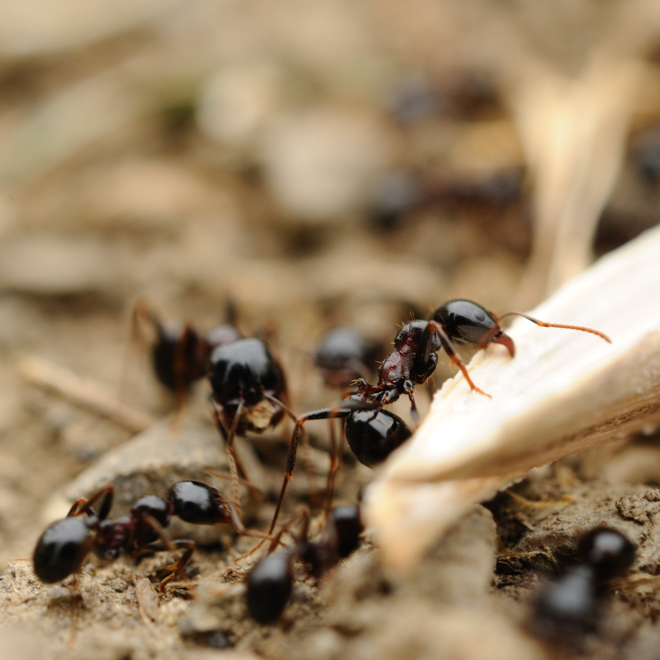 Ebern Designs Ants Macro by Brightstars | Wayfair