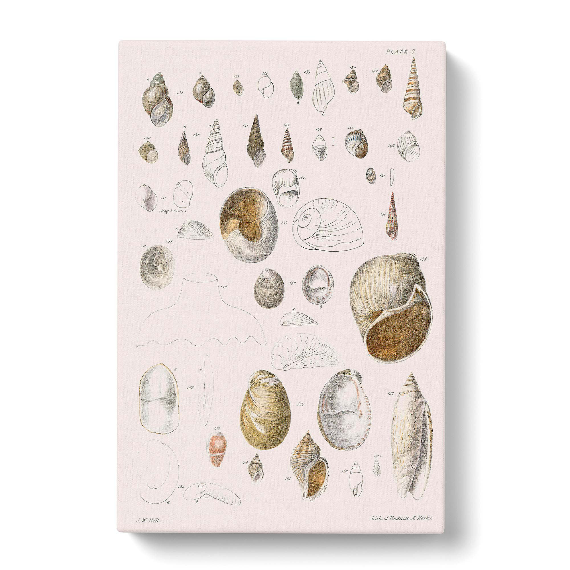 East Urban Home Types of Seashells PL. 7 by J.E. De Kay - Wrapped ...
