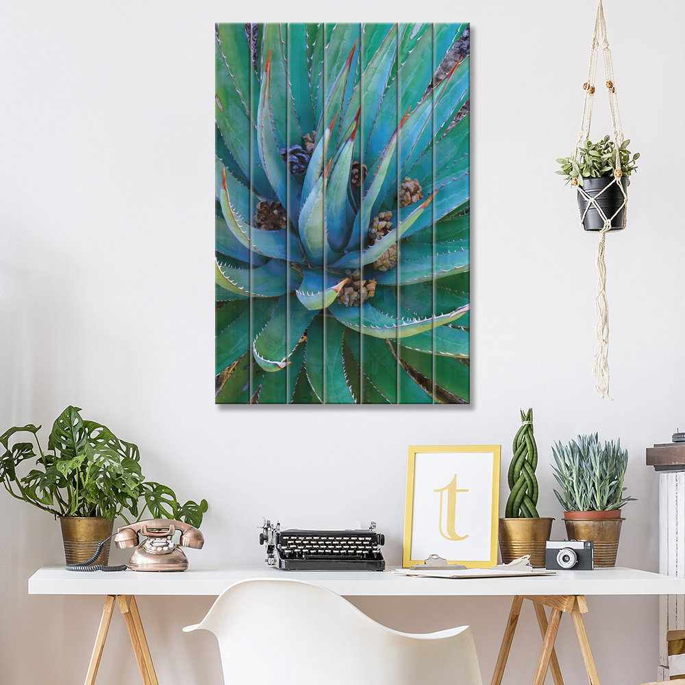 Bungalow Rose Agave Plants with Pine Cones, North America by Tim ...