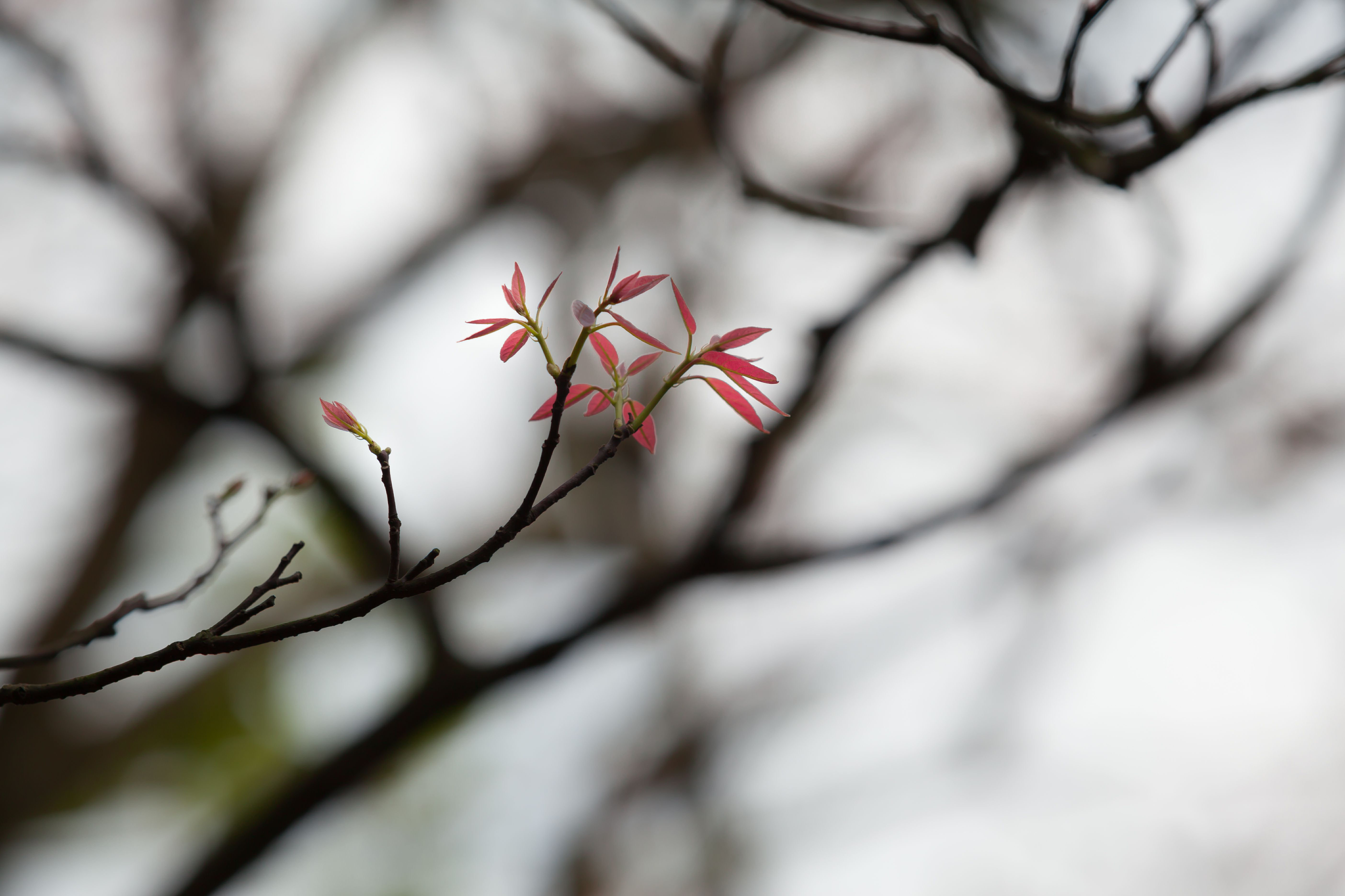 Ebern Designs Twig of a Tree - Wrapped Canvas Photograph | Wayfair